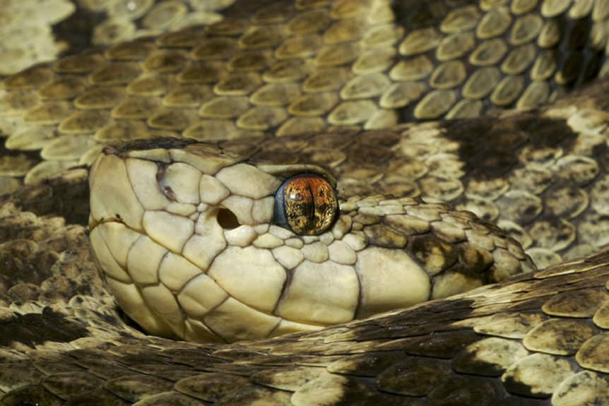 Fer-de-Lance Facts: Costa Rica’s Most Infamous Snake - Tico Travel
