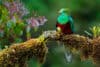 Where Are Quetzal Birds Found? 17 Interesting Facts - Tico Travel