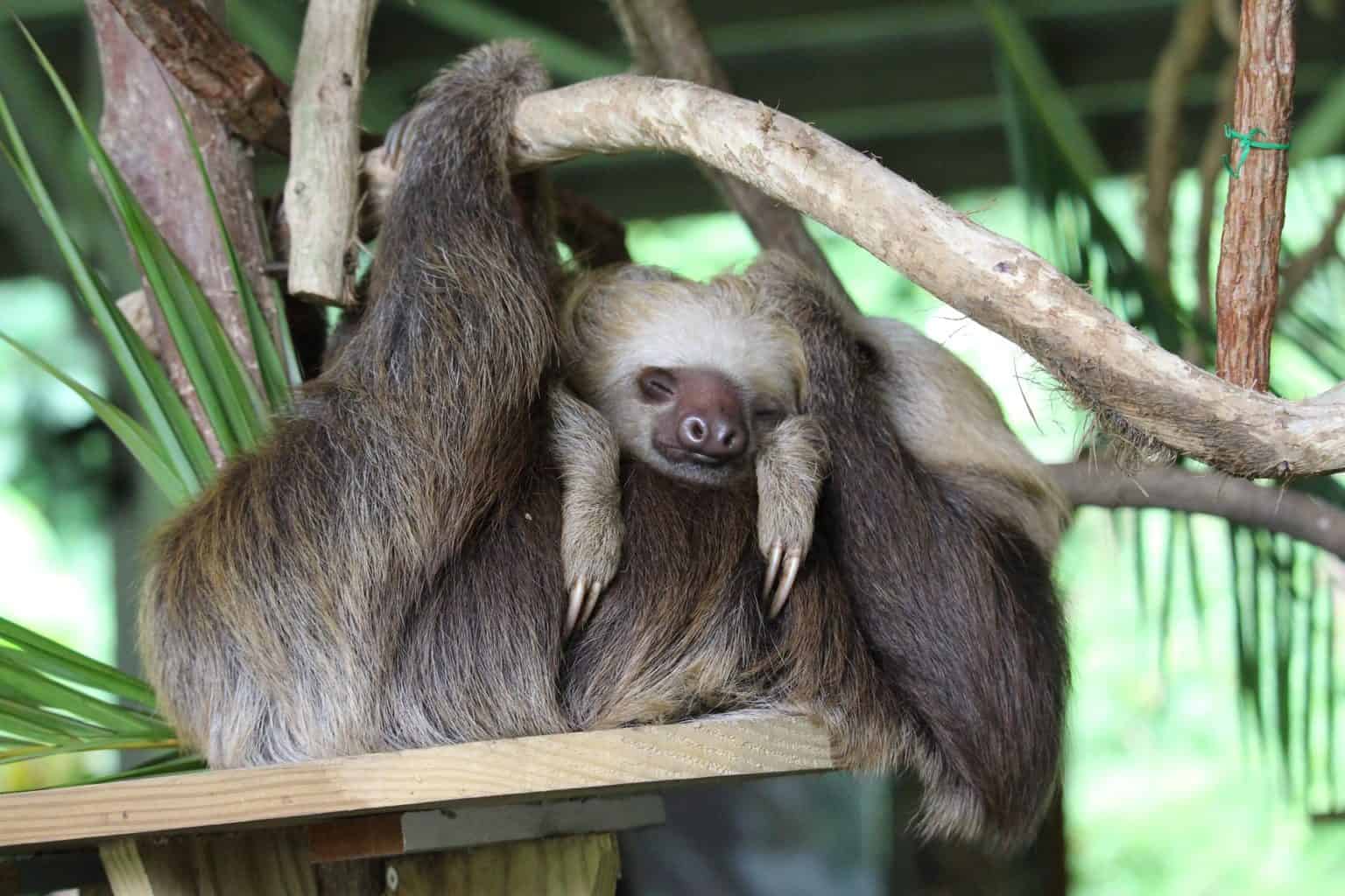 Sloths in Costa Rica: Where to Find Them and Why They’re So Lovable