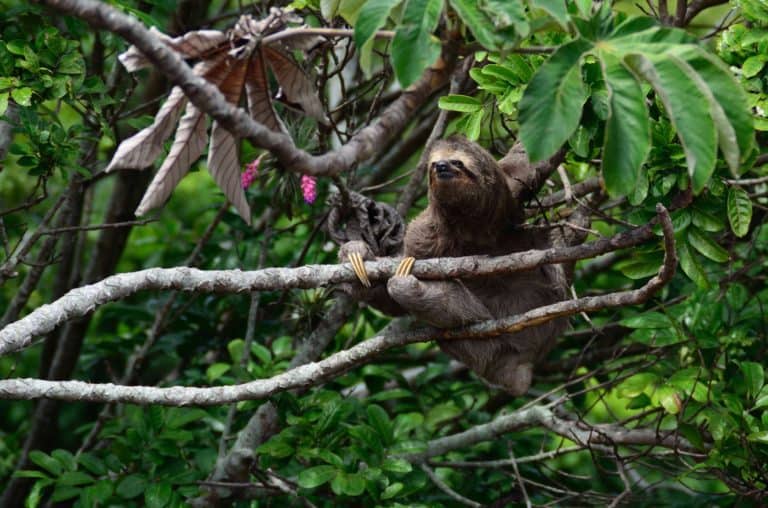 Sloths in Costa Rica: Where to Find Them and Why They’re So Lovable