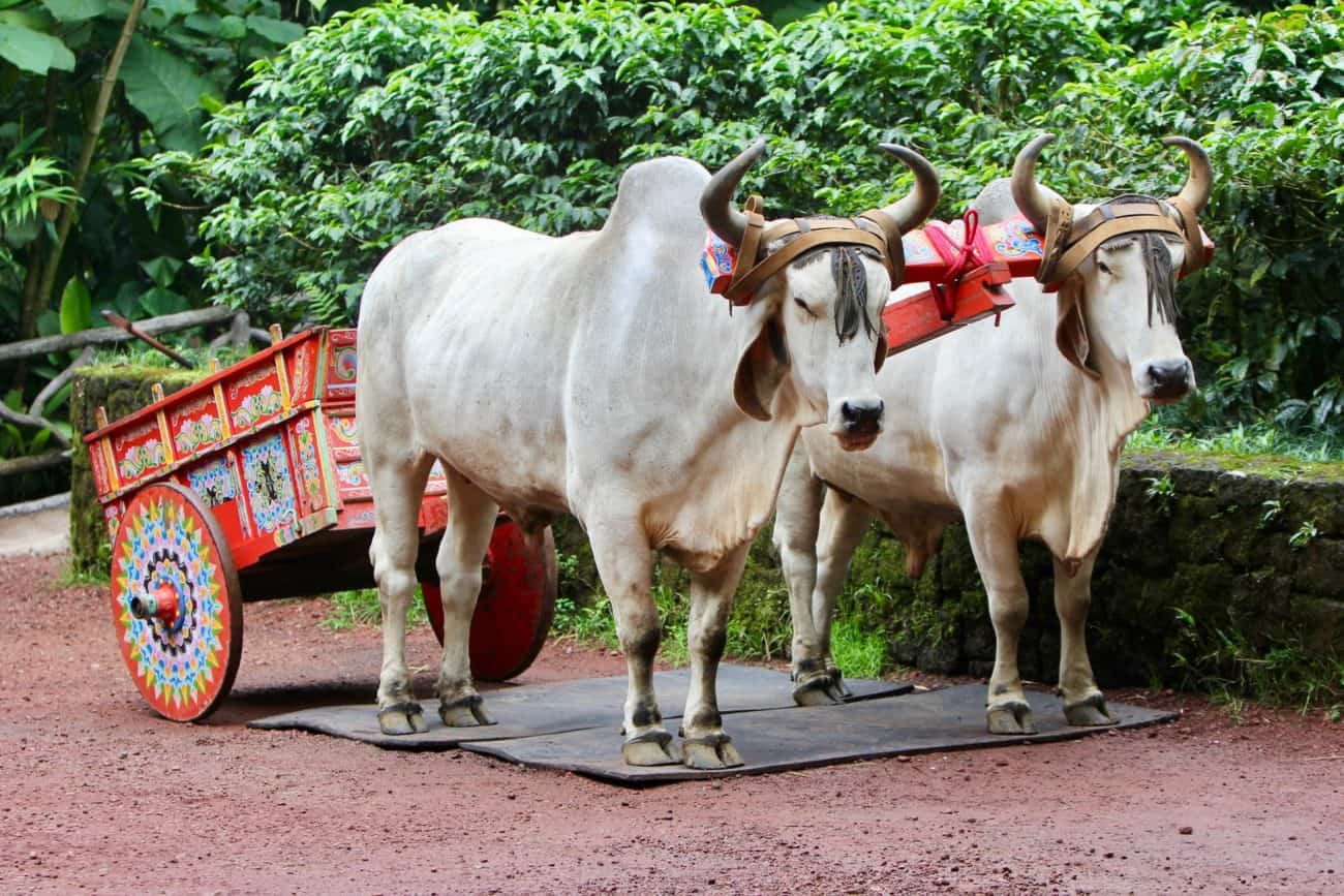 Costa Rica’s Ox Carts: A Colorful Journey Through History and Culture