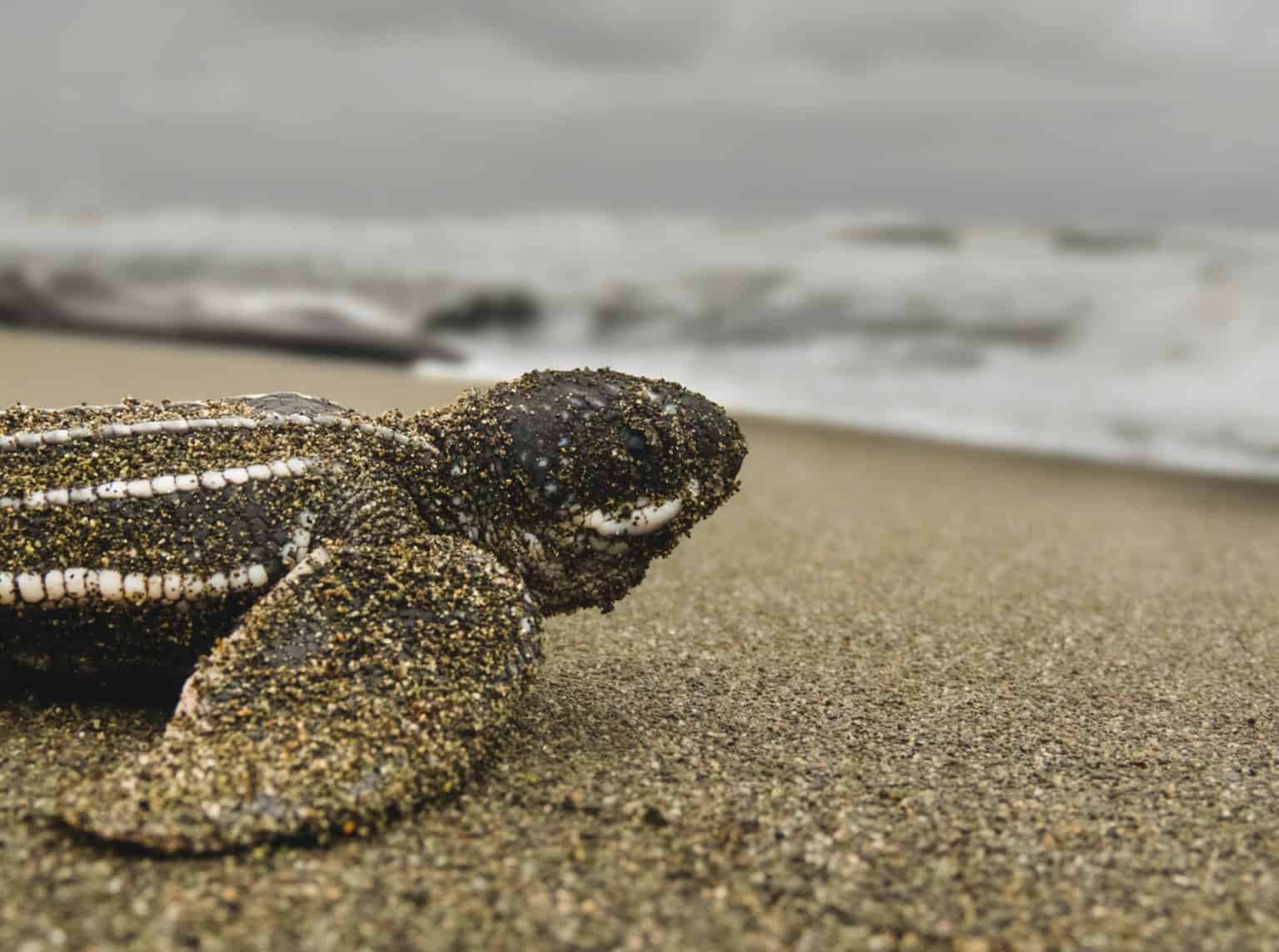 Costa Rica’s Top Sea Turtle Nesting Site: Ostional’s Turtle Arribada