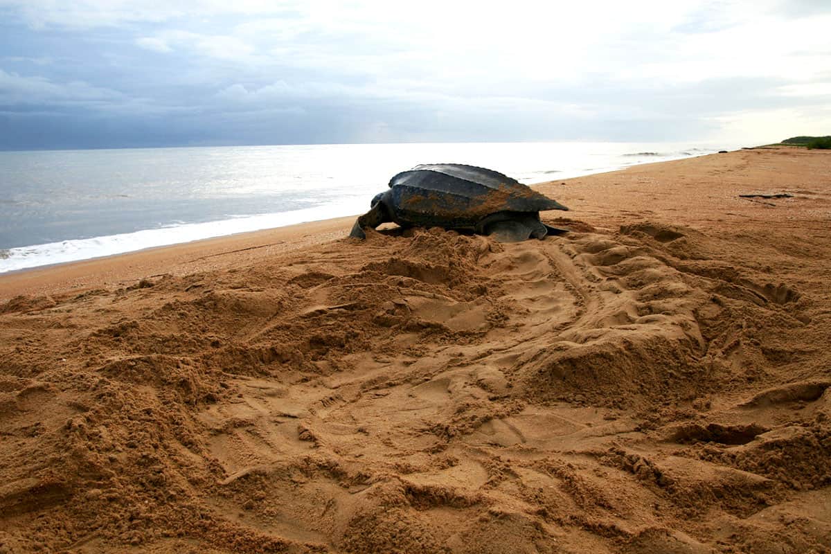 Costa Rica Turtle Watching: 5 Species and Top Spots to Visit - Tico Travel