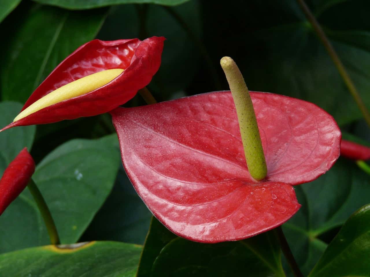 Costa Rica Gardening: Discovering the Pigtail Plant - Tico Travel