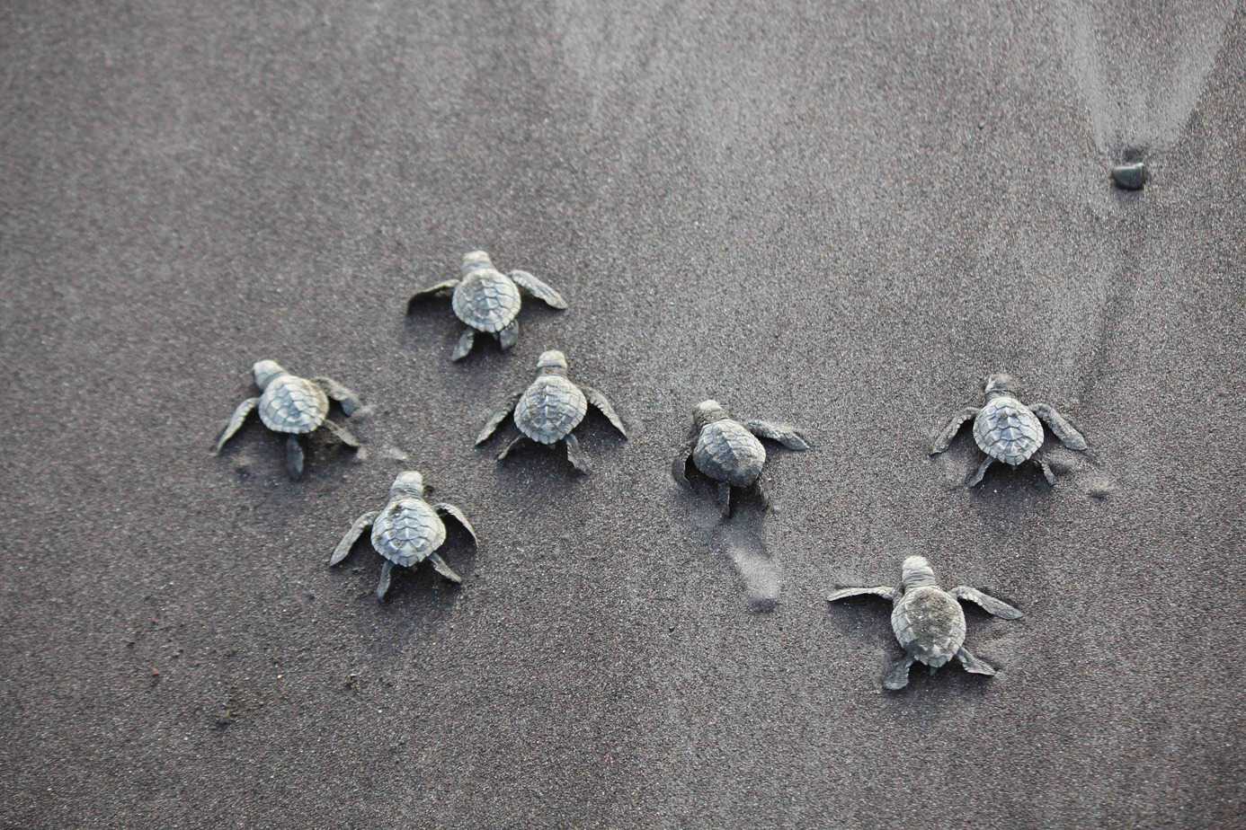 Sea Turtles of Costa Rica: From Leatherbacks to Pacific Ridleys - Tico ...