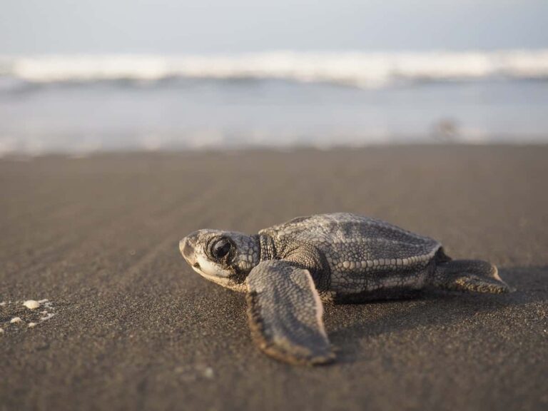 Complete Guide to Sea Turtle Nesting Sites in Costa Rica